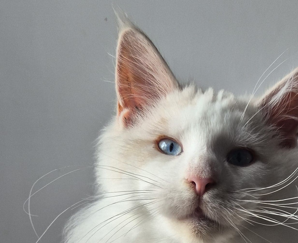 maine coon aux yeux bleu loof france