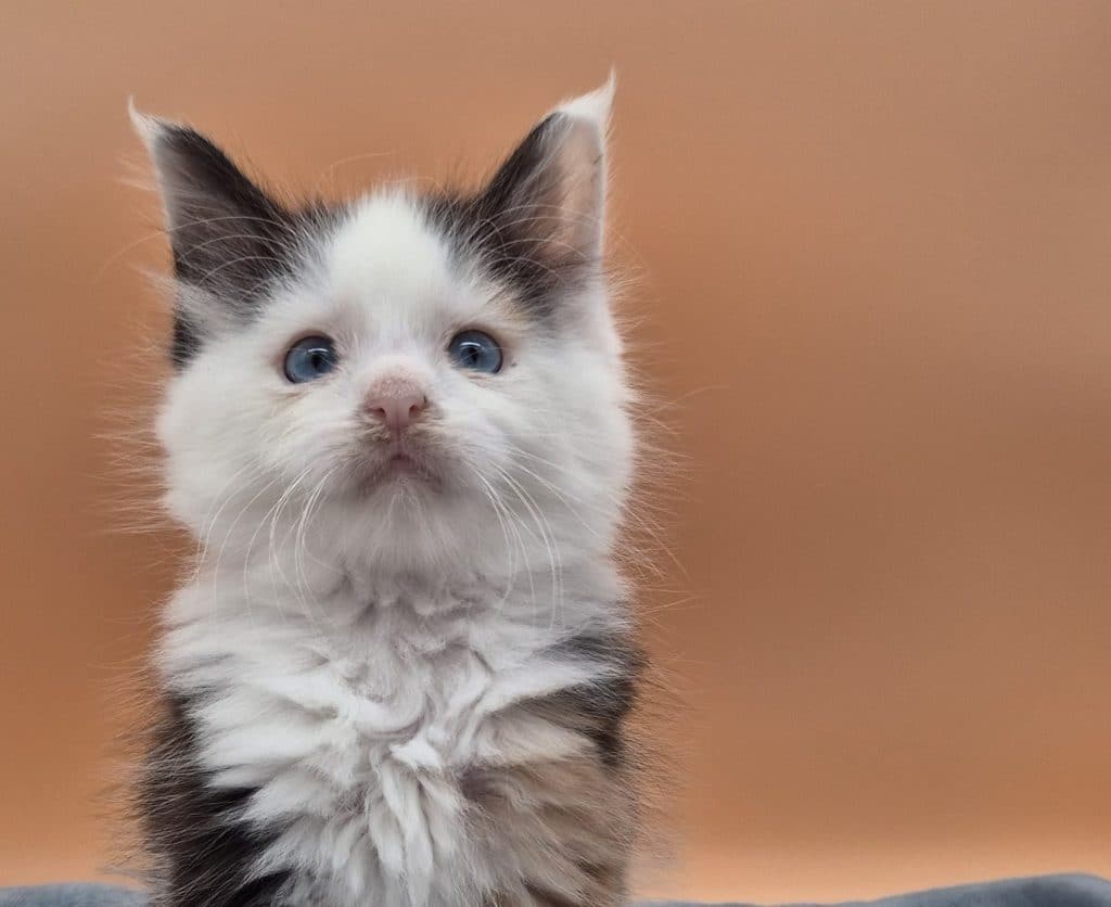 Maine coon aux yeux bleu, femelle loof france dans le gers