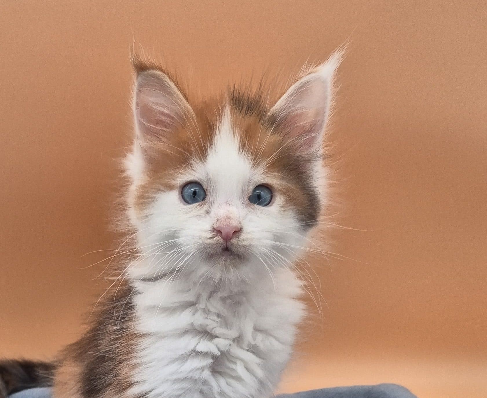 Maine coon femelle loof aux yeux bleu, france en occitanie