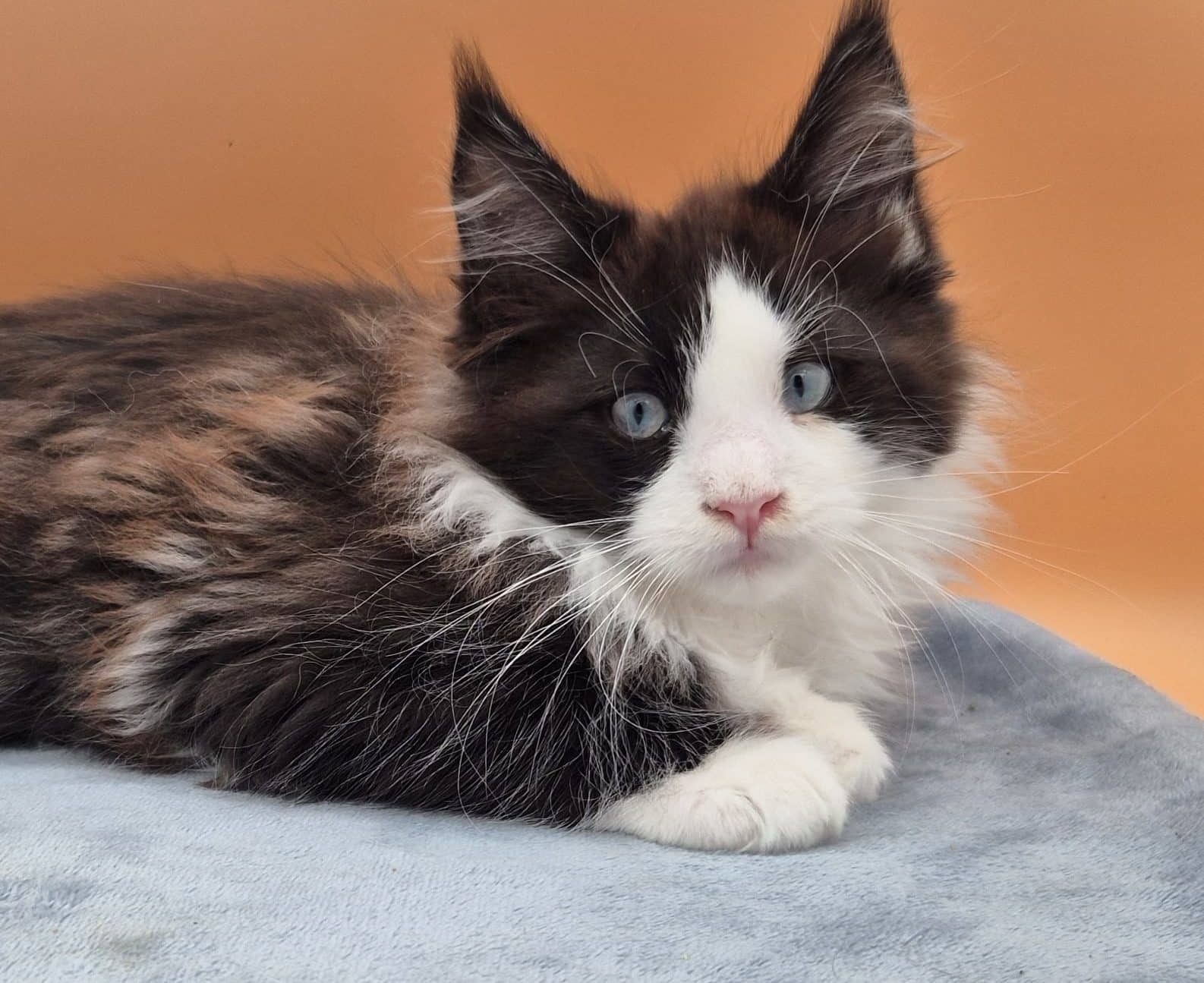 maine coon male aux yeux bleu loof france gers